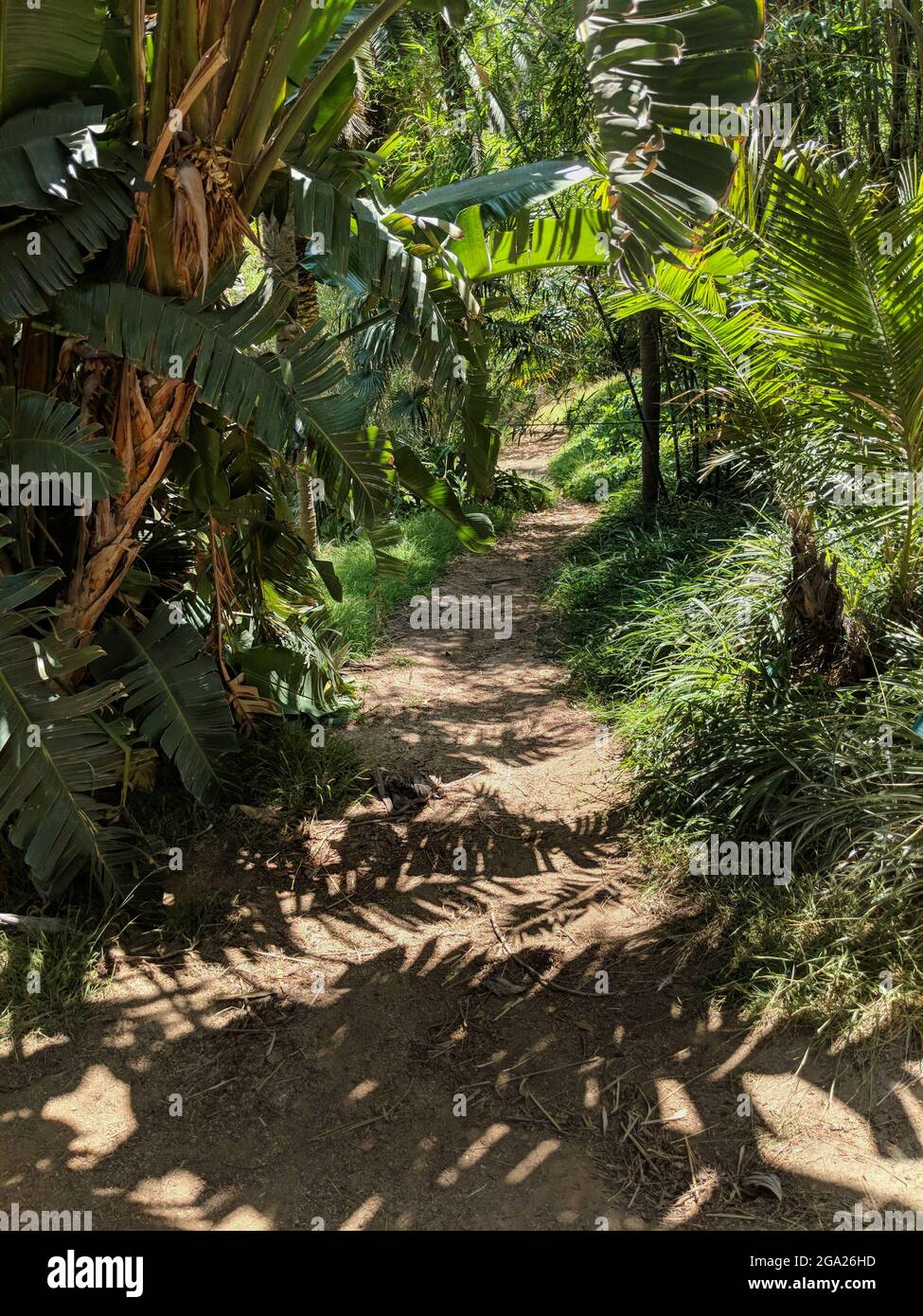 Vegetation in the park hi-res stock photography and images - Alamy