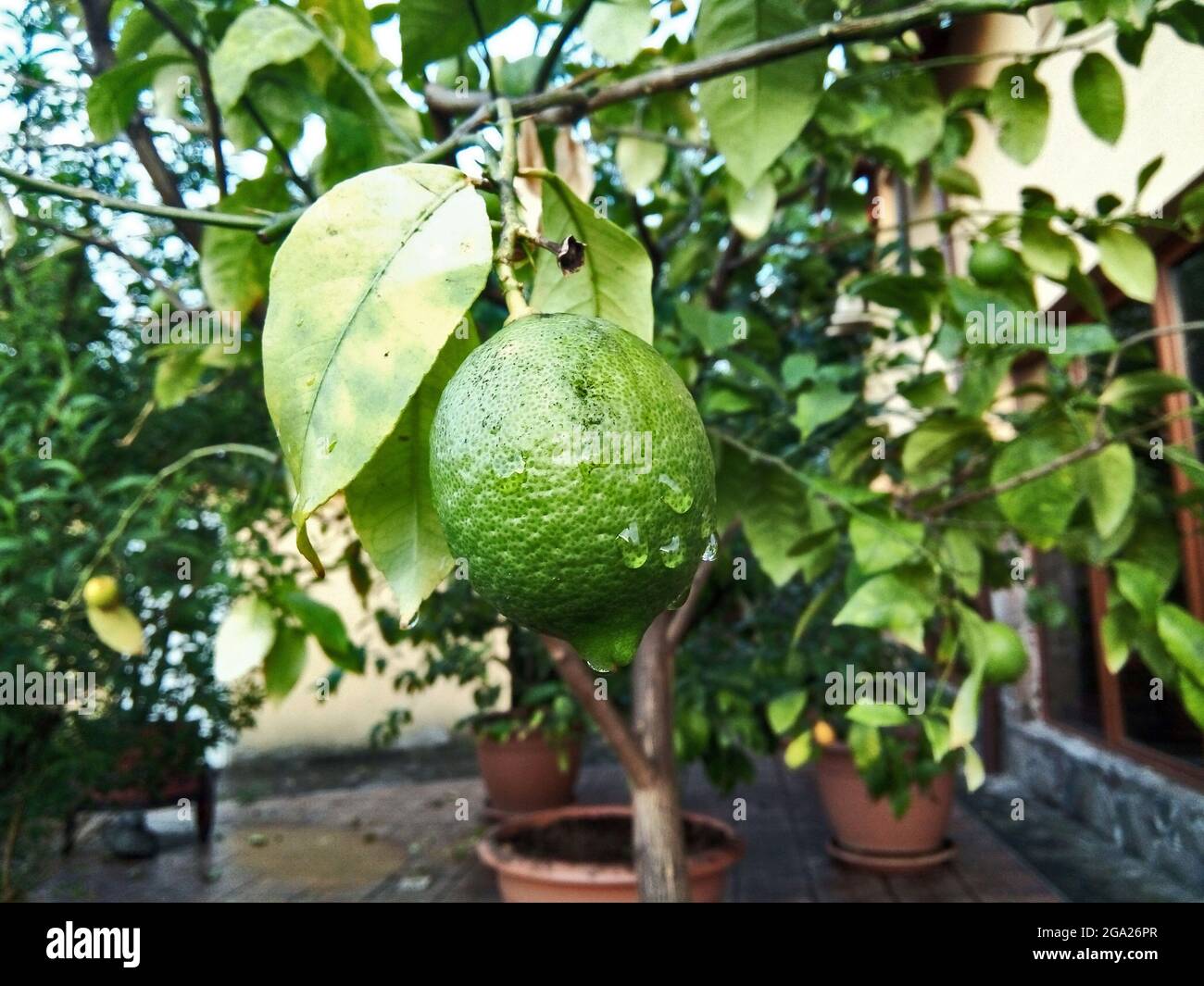 lemon tree in the garden Stock Photo - Alamy