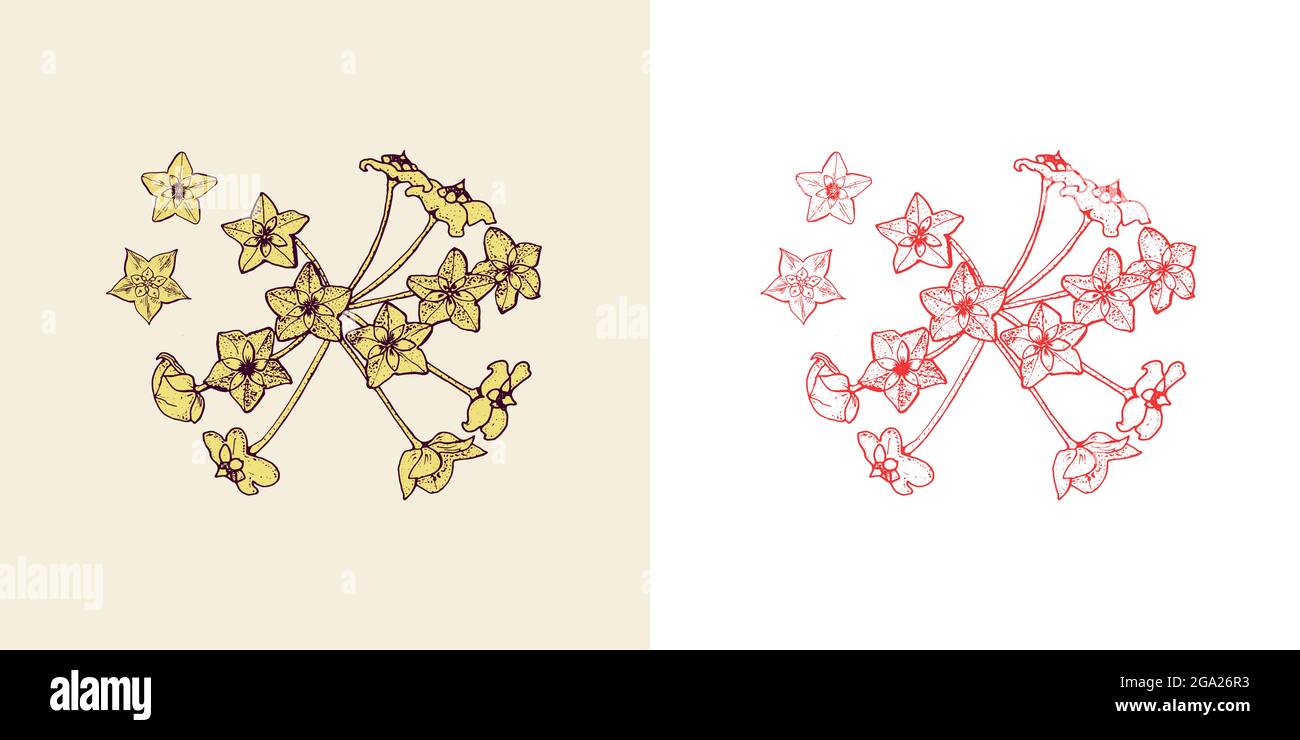 Hoya. Flowering plants. Tropical or exotic leaves and leaf. Vintage ...