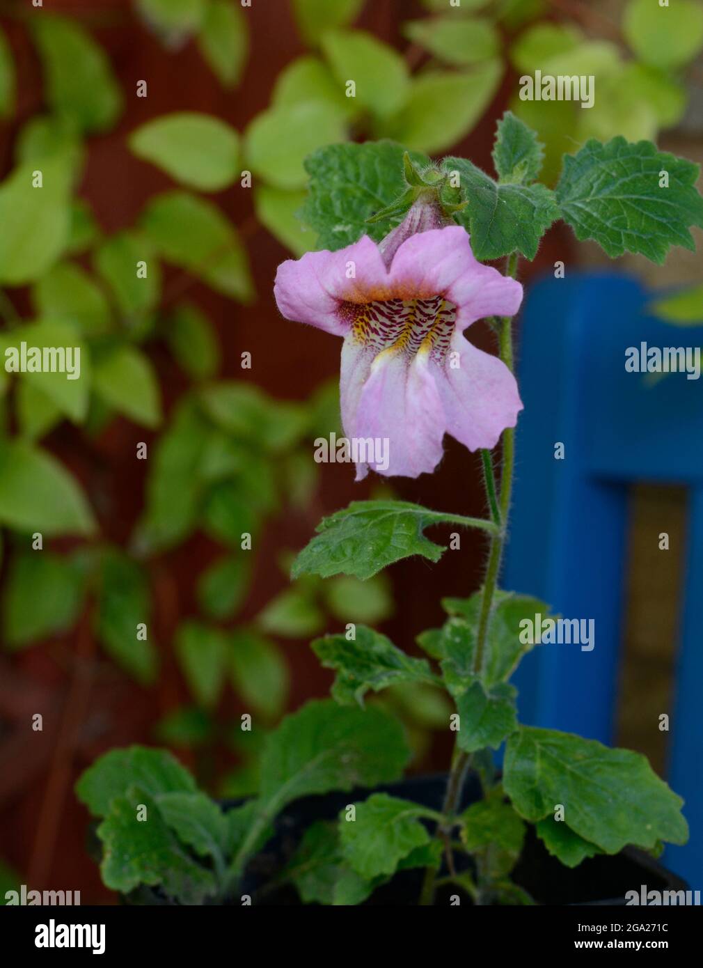 Japanese foxglove hi-res stock photography and images - Alamy