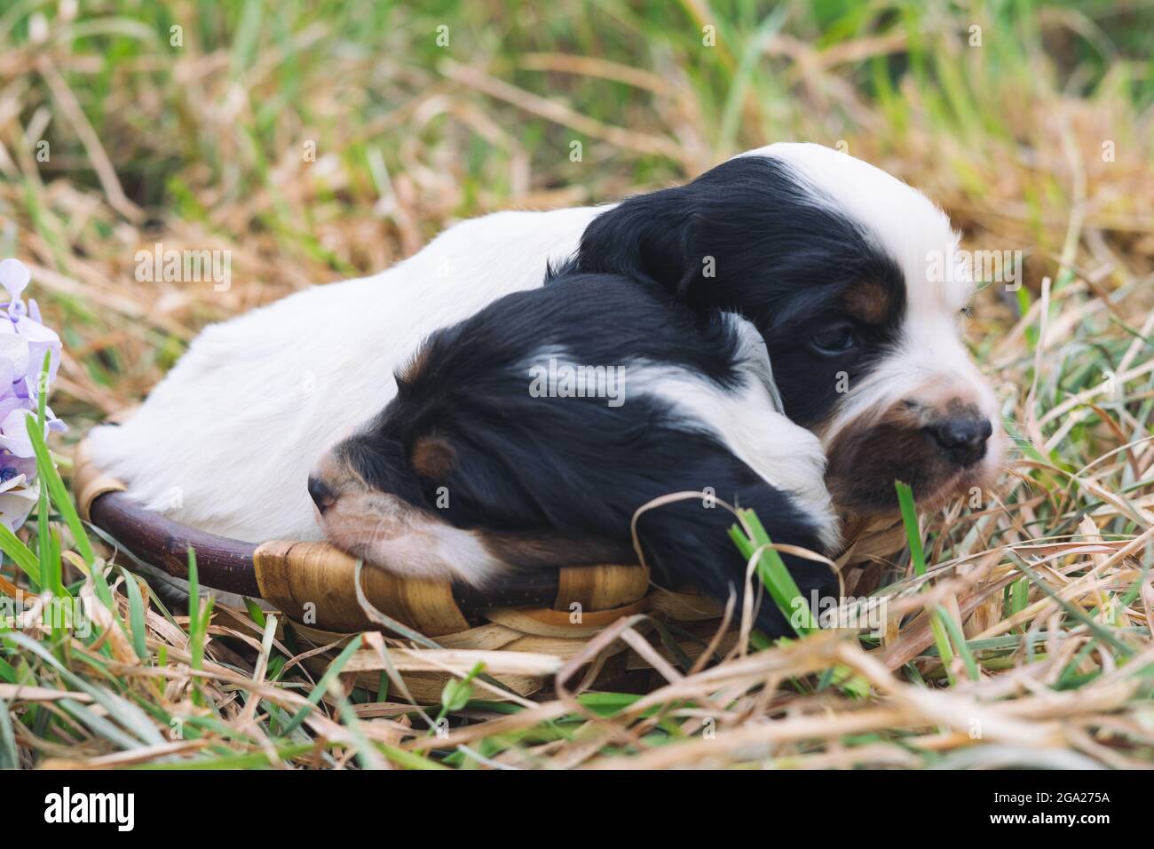 English setter puppy hi-res stock photography and images - Alamy