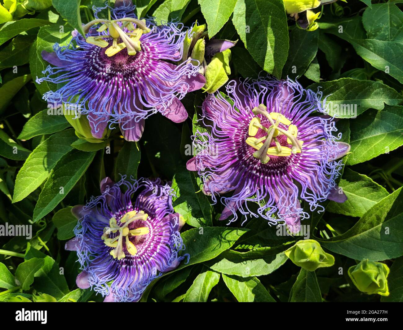 Purple hawaii flowers hi-res stock photography and images - Alamy