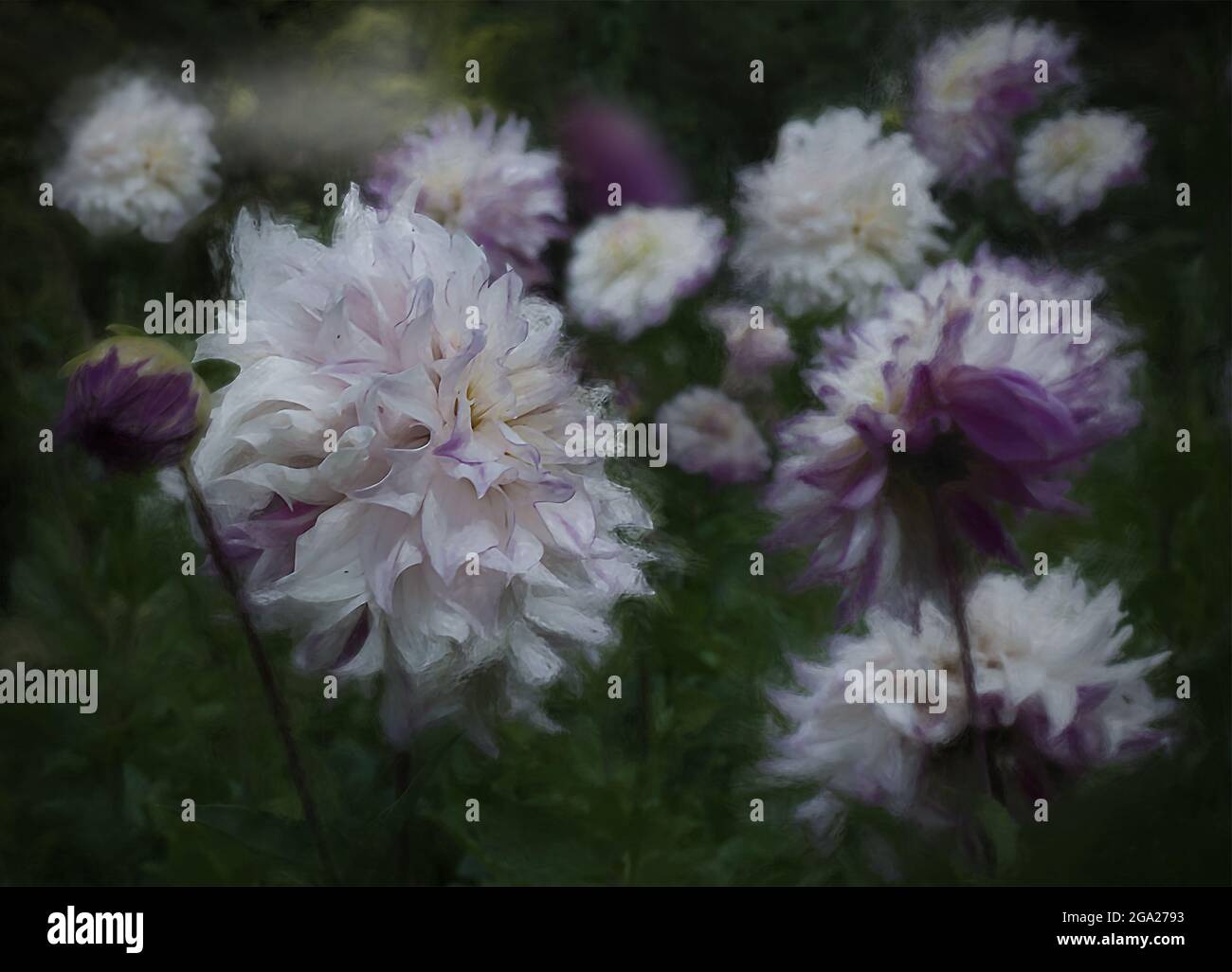 Dalia art work hi-res stock photography and images - Alamy