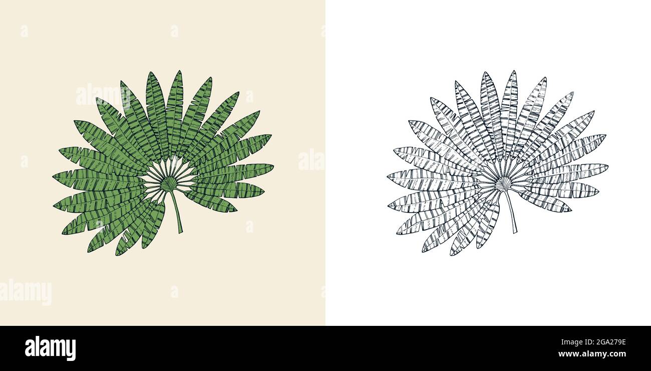 Fan palm plant. Tropical or exotic leaves and leaf. Vintage fern ...