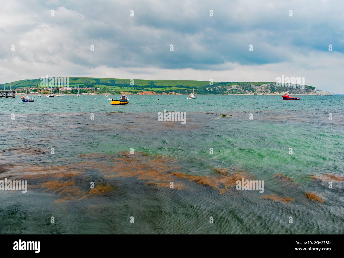An overcast day in Swanage Bay with the brown seaweed bobbing in the ...