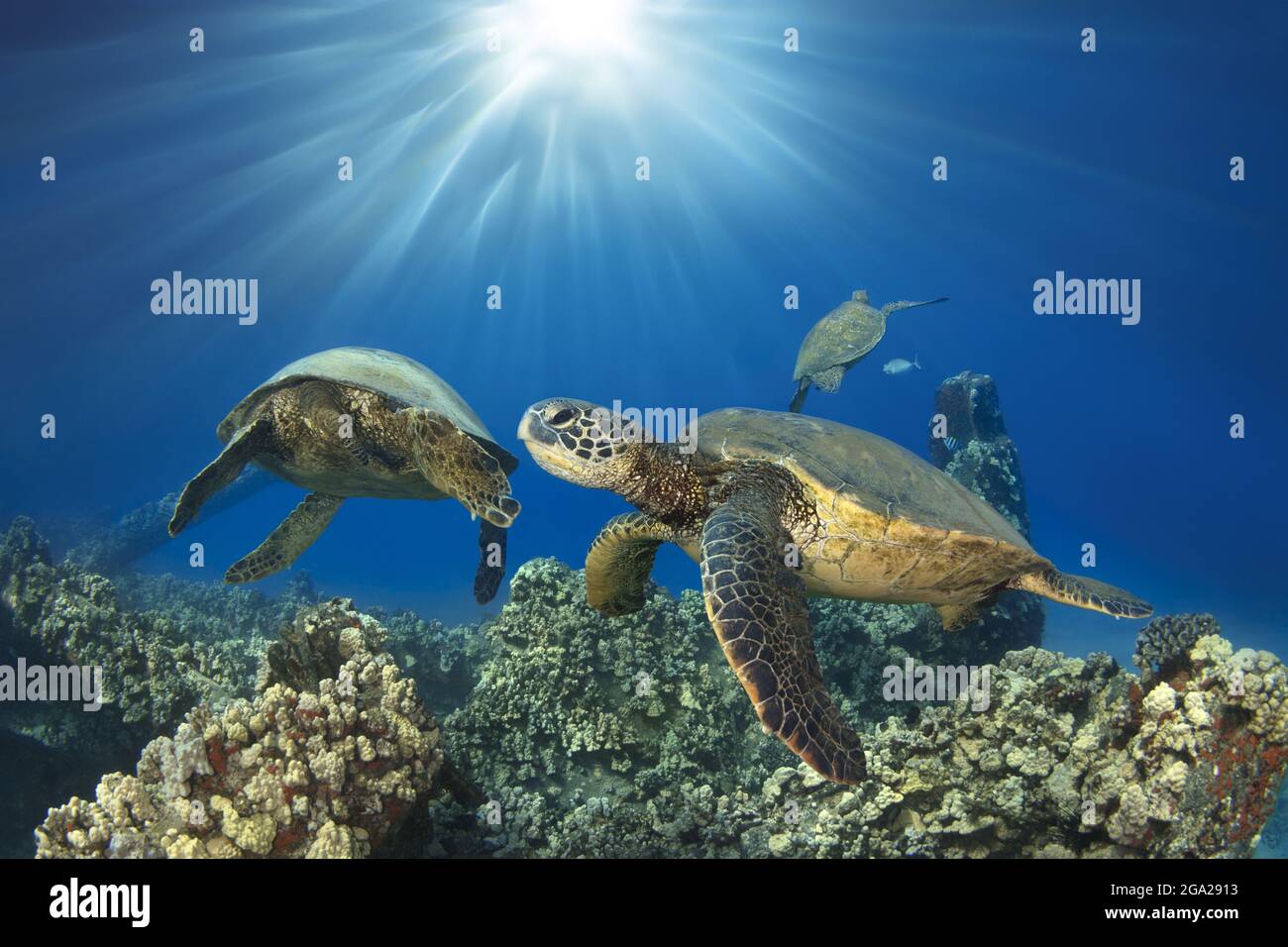 Hawaiian Green Sea Turtles (Chelonia mydas) with sunburst; Honu, Maui ...