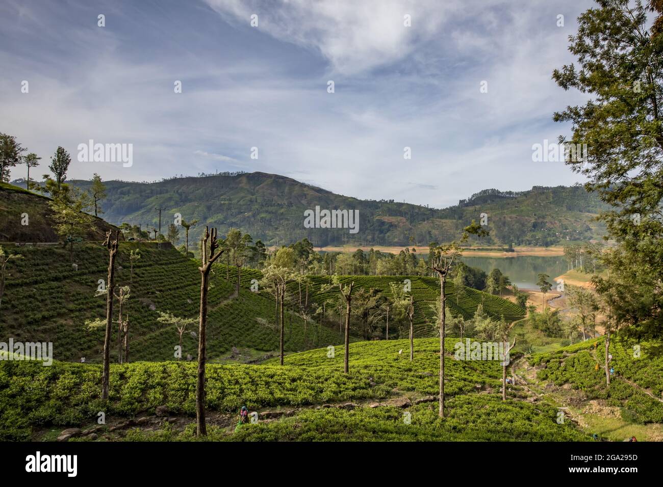 Tea Estate near Dickoya in the Hill Country, Sri Lanka; Dikoya, Nuwara ...