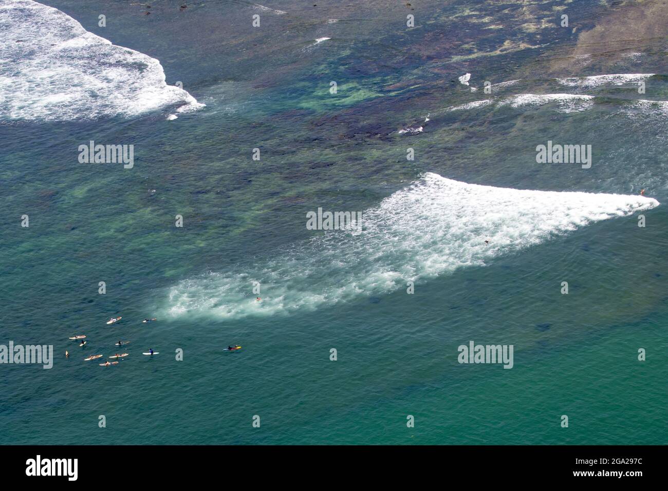 Sri lankan white eye hi-res stock photography and images - Alamy