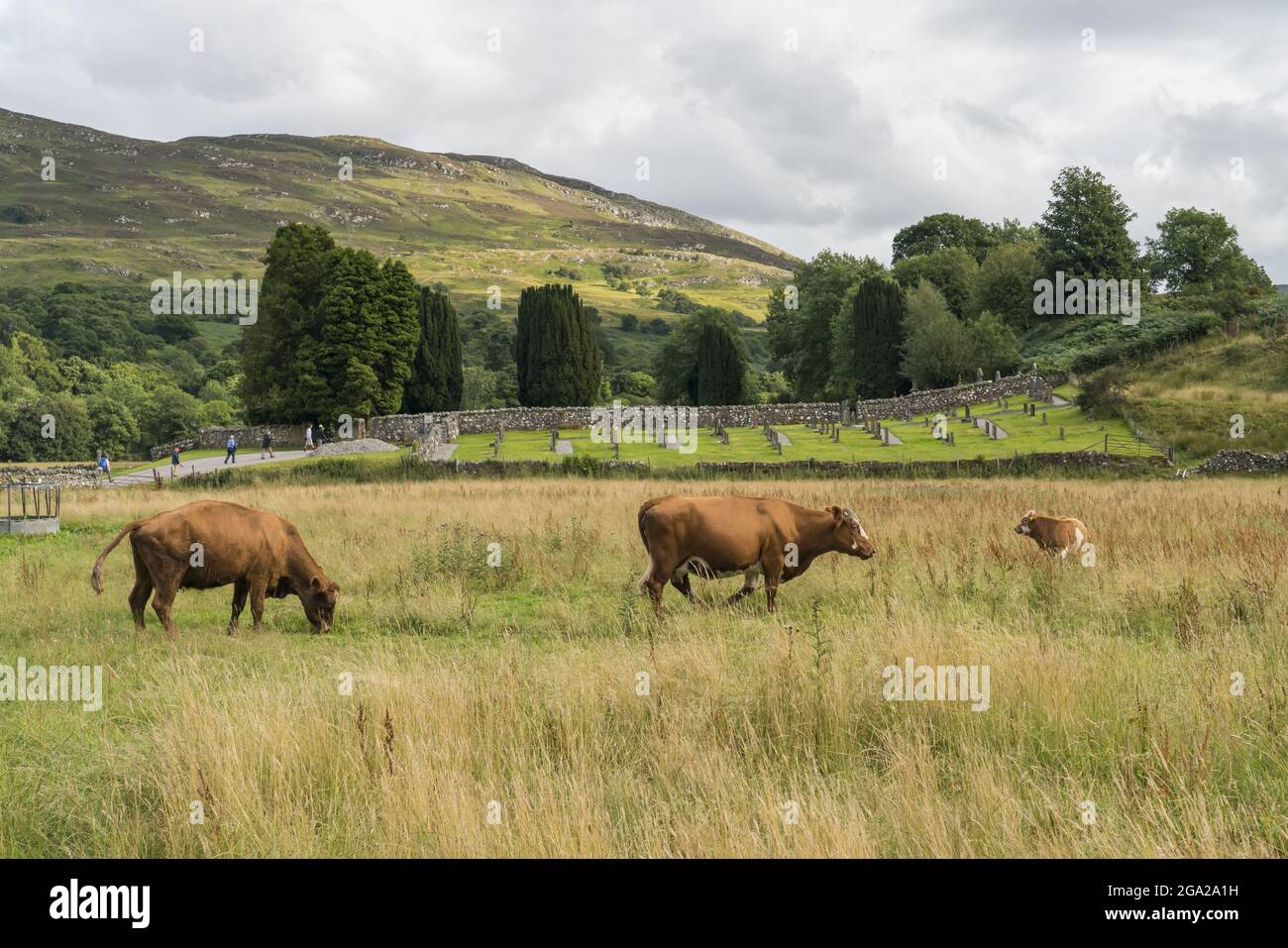 Cattle graze in a field near a cemetery at Fort Augustus, Scotland ...