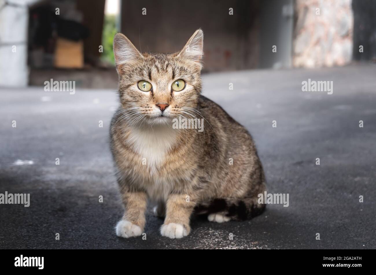Staring street cat hi-res stock photography and images - Alamy