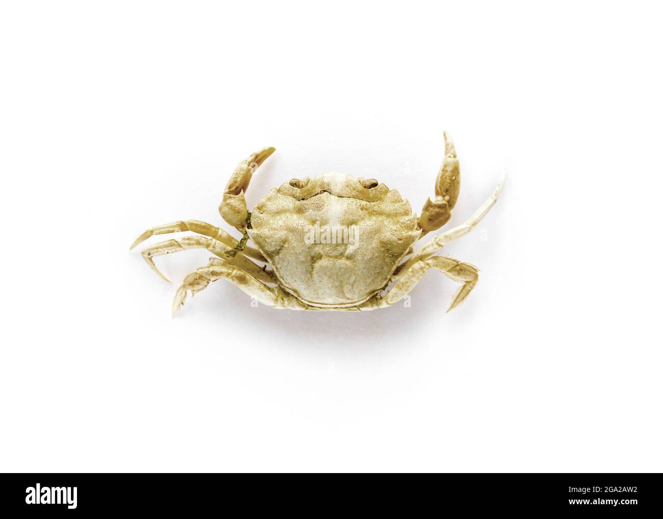 Small crab isolated on a white background Stock Photo - Alamy