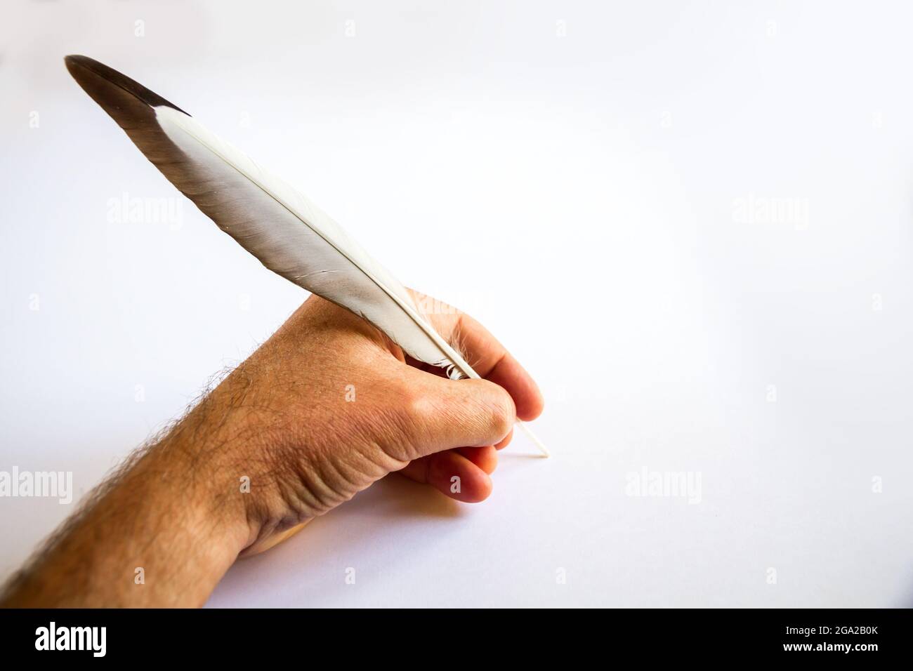 hand writing with a bird feather isolated on white background Stock ...