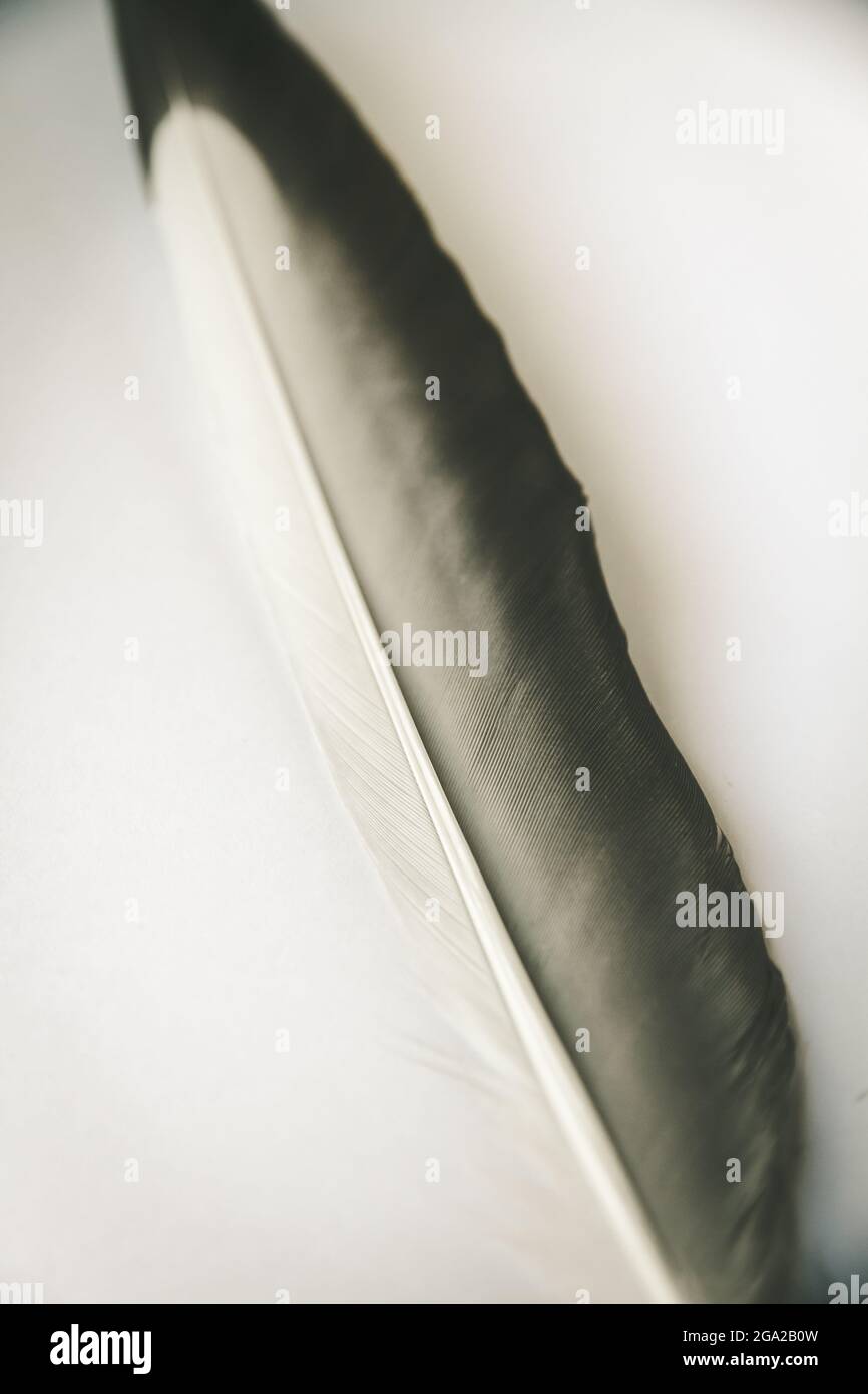 bird wing feather resting on a gray background Stock Photo - Alamy