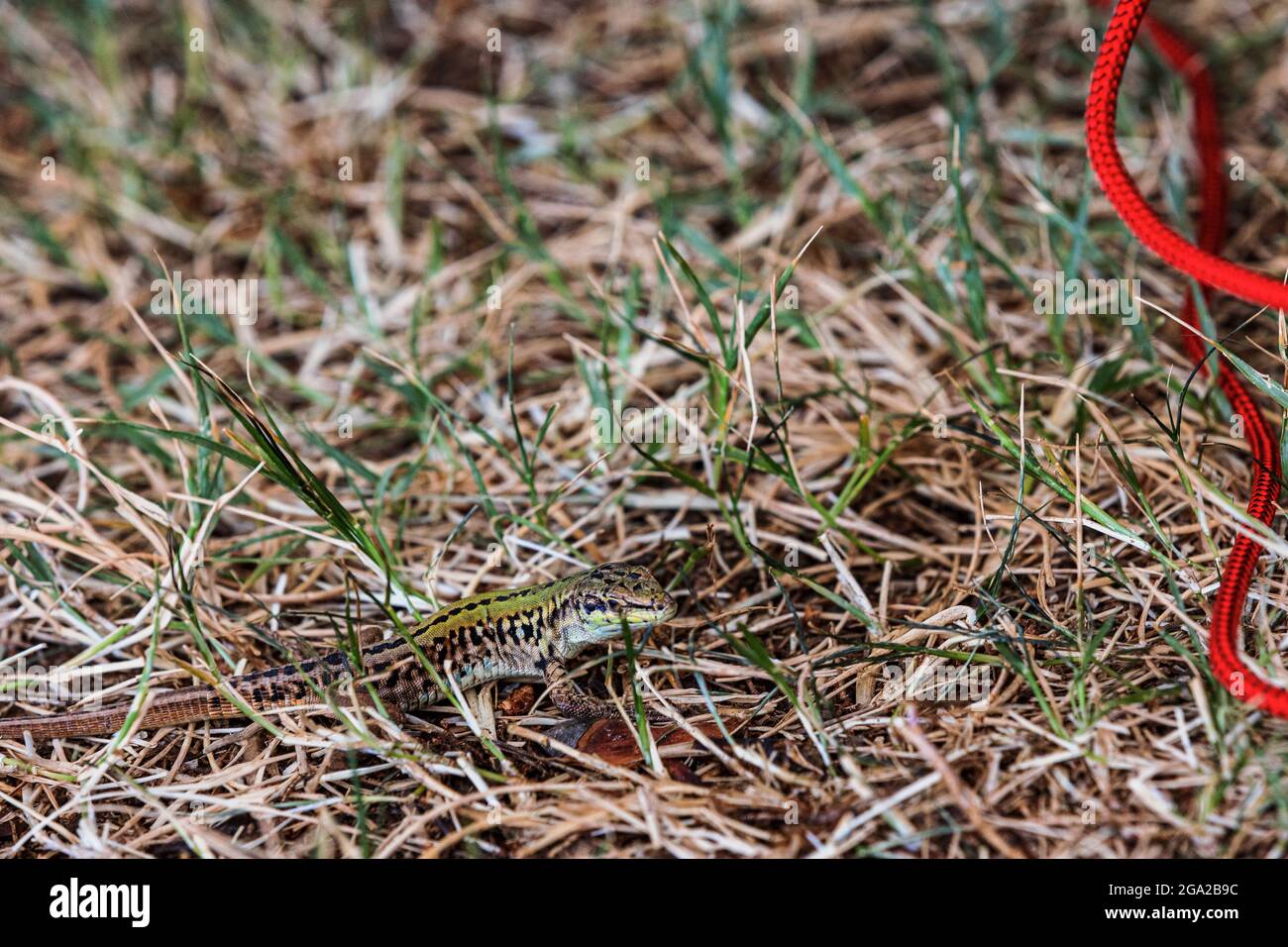 Skin lizards hi-res stock photography and images - Alamy