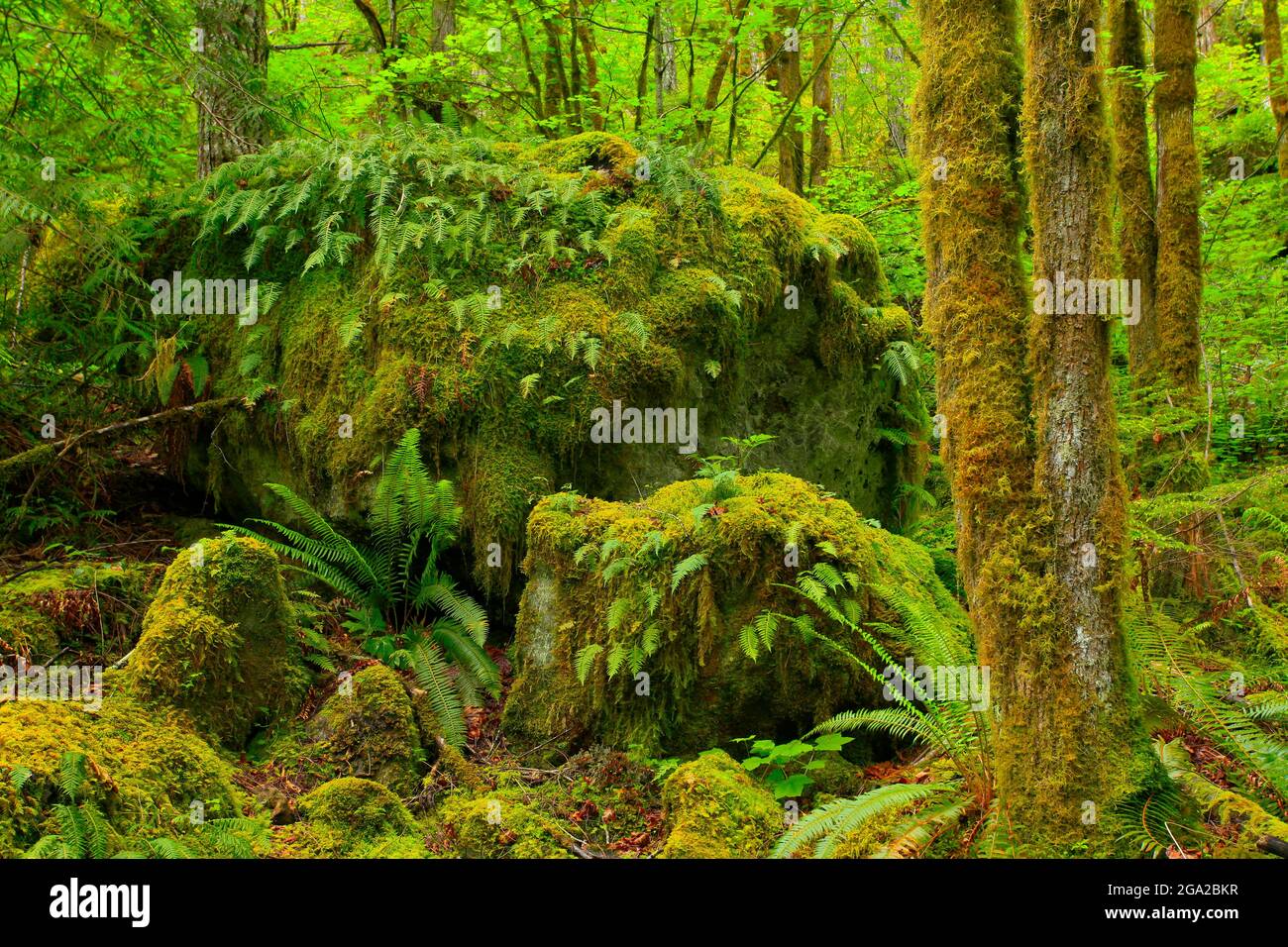 a exterior picture of an Pacific Northwest rainforest with Big leaf ...