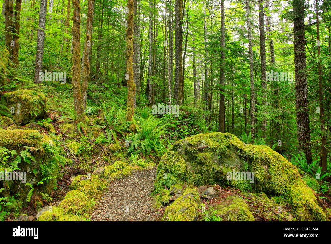 a exterior picture of an Pacific Northwest rainforest trail Stock Photo ...