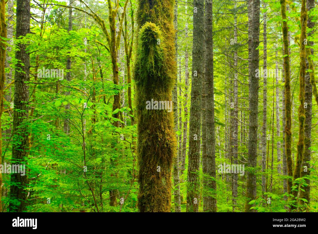 a exterior picture of an Pacific Northwest rainforest with Big leaf ...