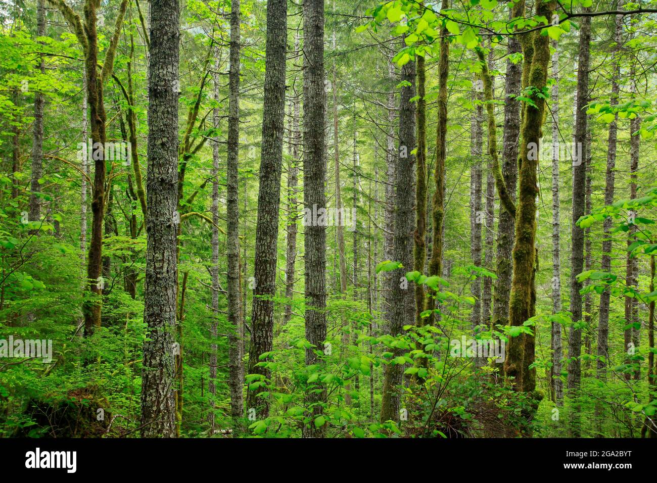 a exterior picture of an Pacific Northwest rainforest with conifer ...