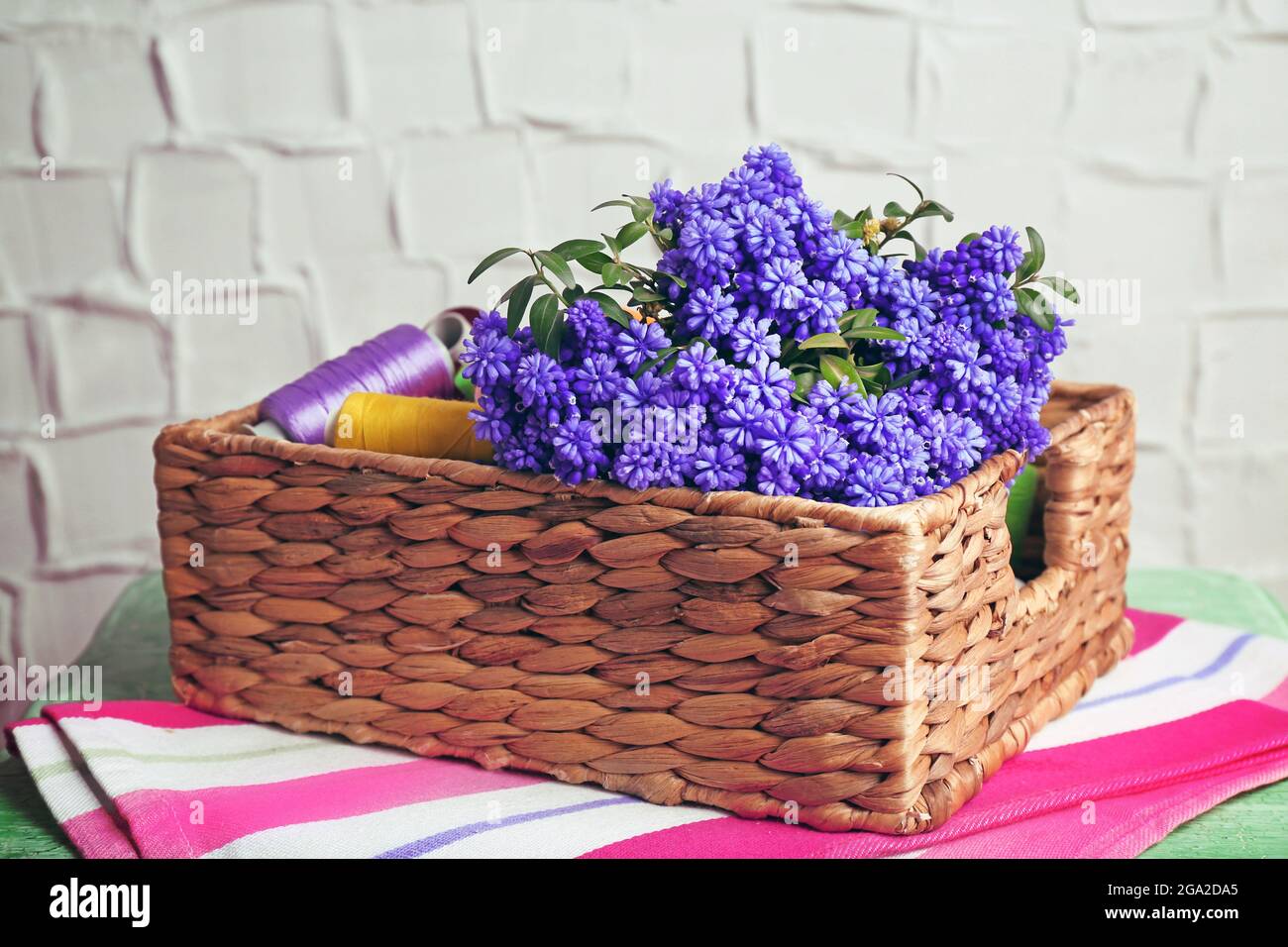 Beautiful muscari - hyacinth in wicker basket with spools of thread on ...