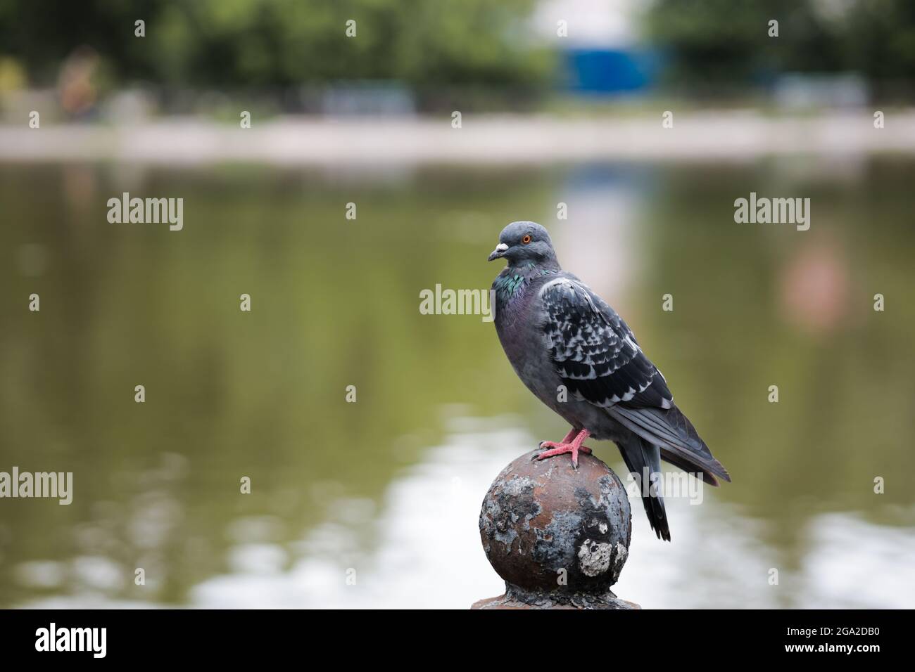 Pigeon swimming pool bird hi-res stock photography and images - Alamy