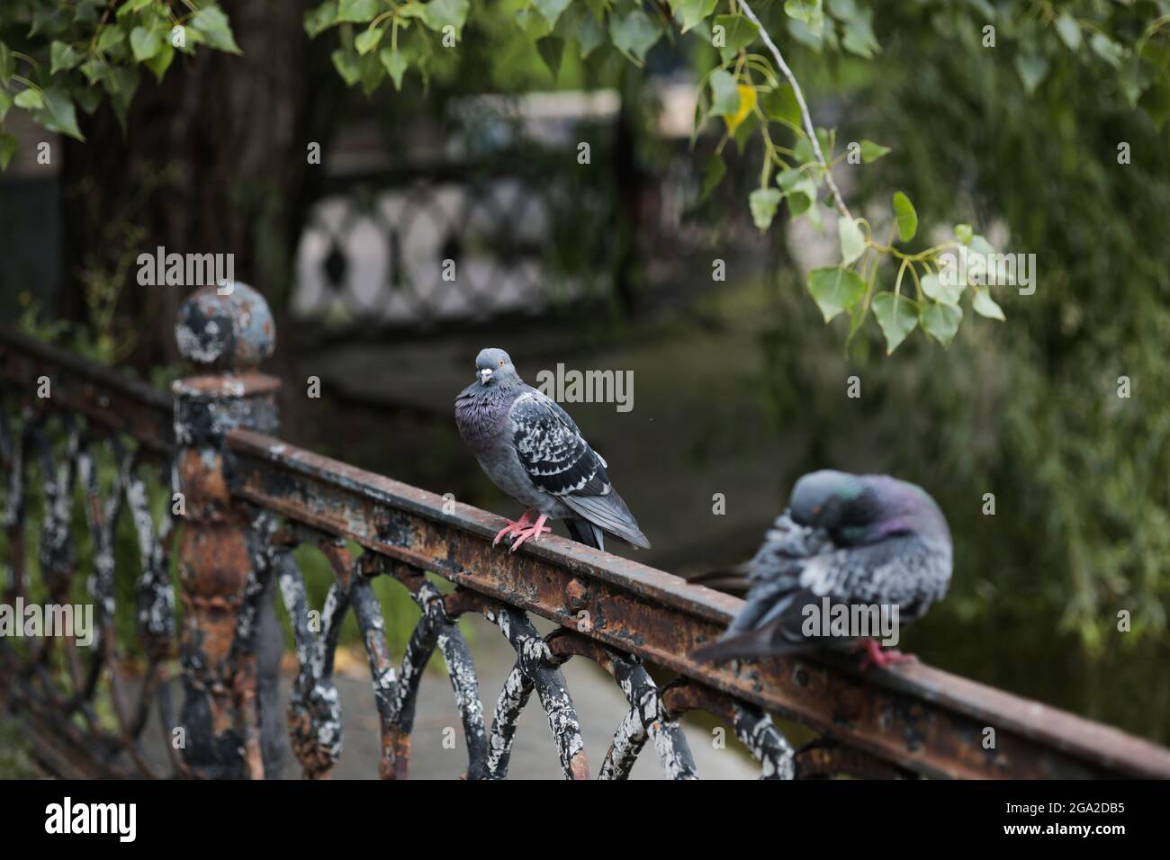 a pigeon is sitting on an iron fence under a tree between two birds ...