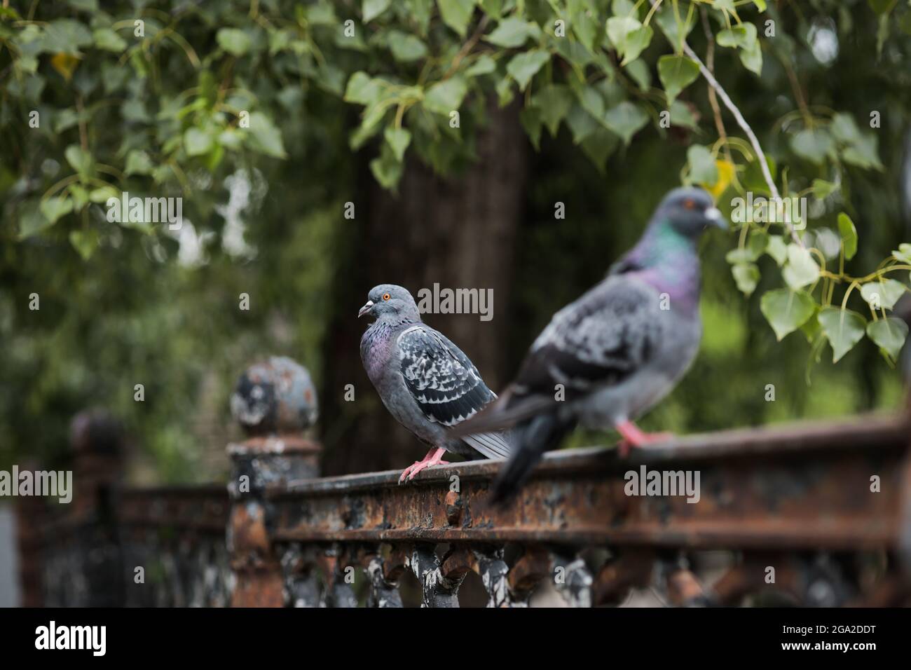 three pigeons are sitting on a fence - a park near a green tree Stock ...