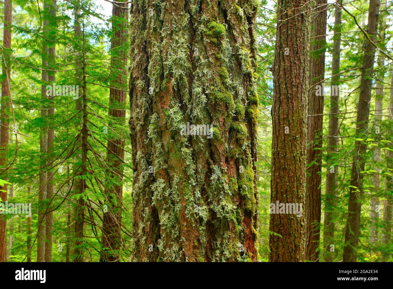 a exterior picture of an Pacific Northwest rainforest with conifer ...