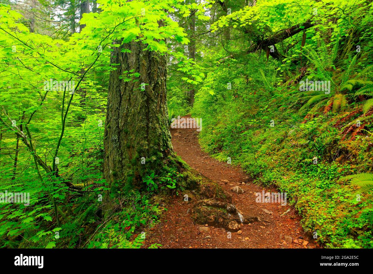 a exterior picture of an Pacific Northwest rainforest trail Stock Photo ...