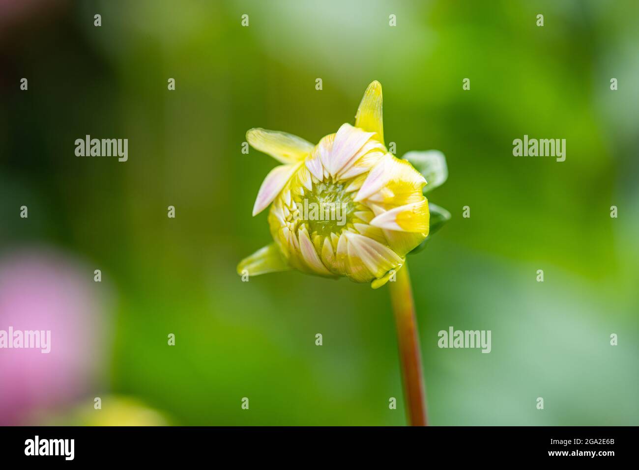 Pink dalia daisy flower hi-res stock photography and images - Alamy