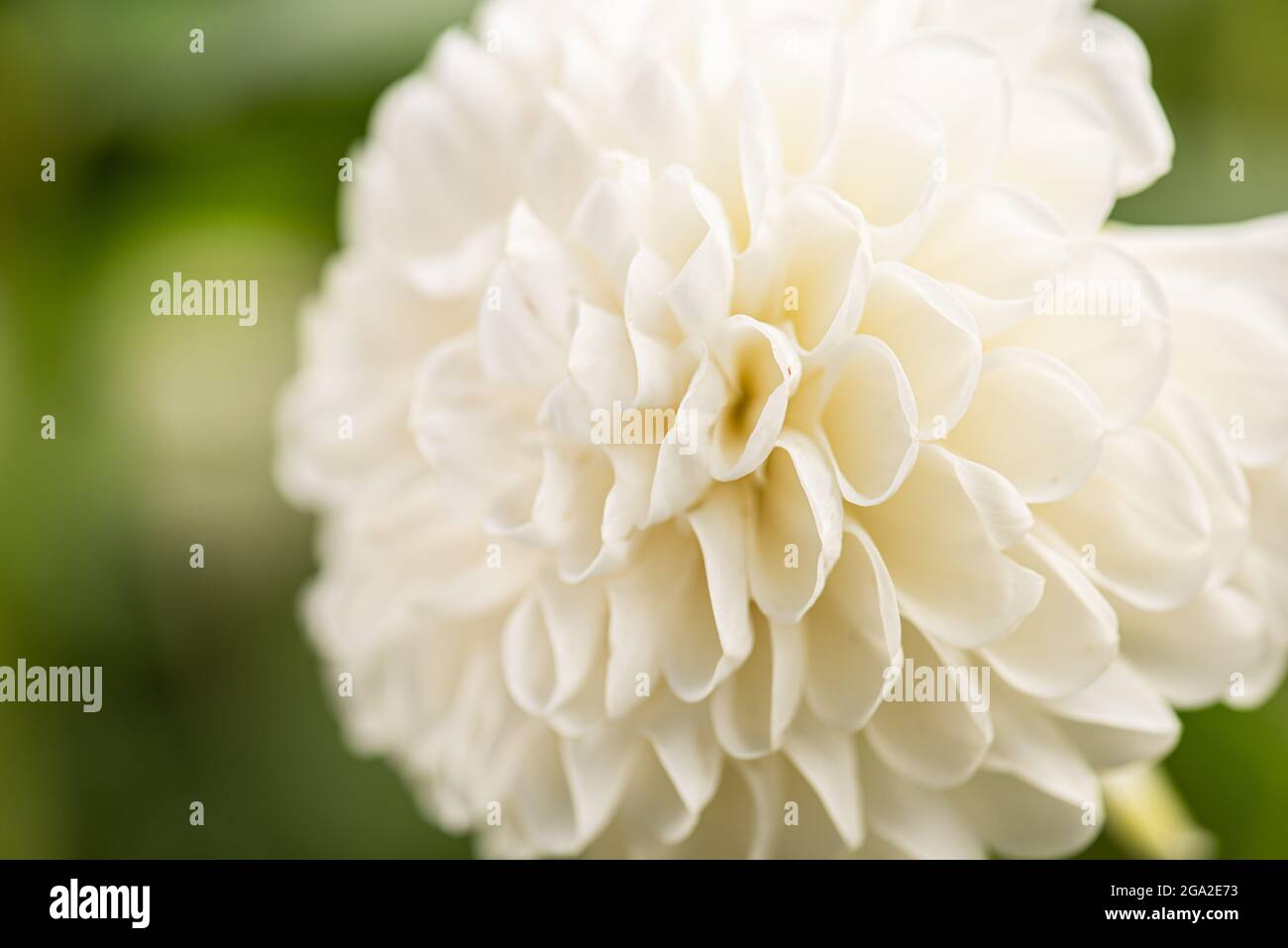 Flower of a white dalia Stock Photo - Alamy