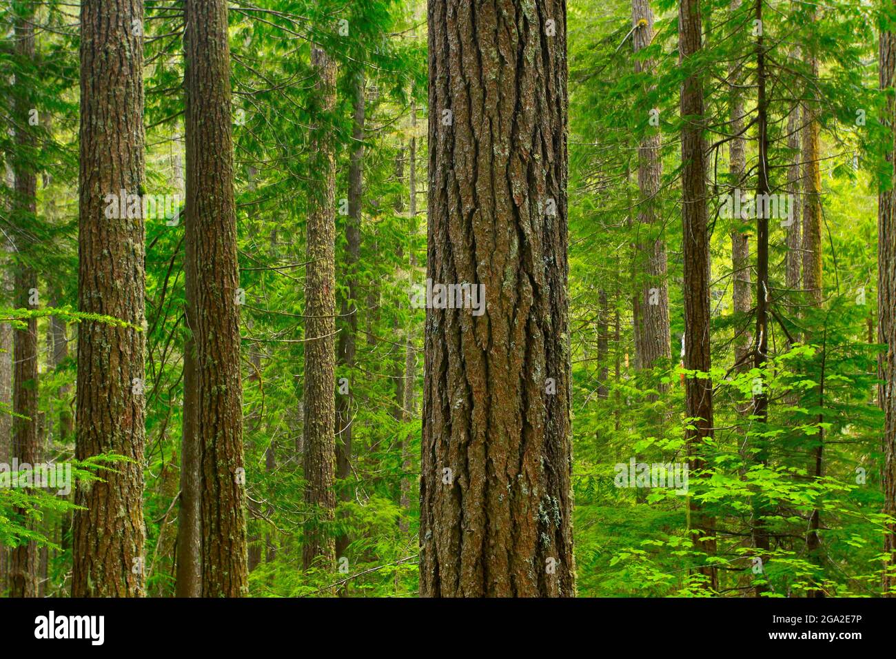 a exterior picture of an Pacific Northwest rainforest with Douglas fir ...