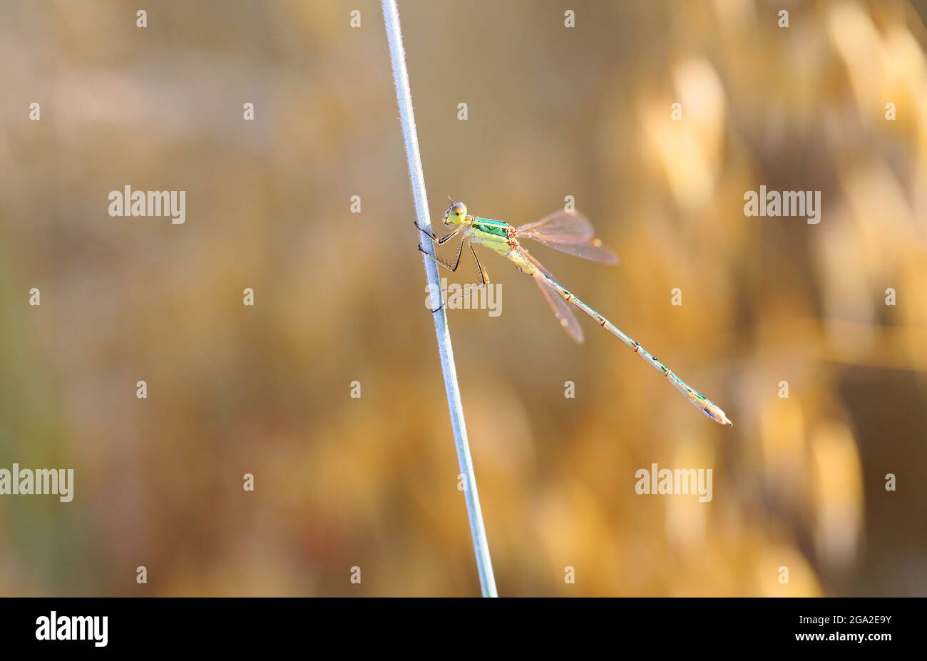 Dragonfly fauna hi-res stock photography and images - Alamy