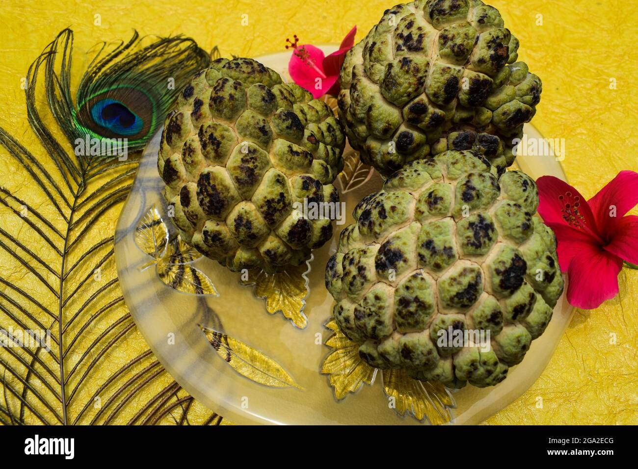 Fresh Custard apple fruits also known as sugar-apples or sharifa name ...