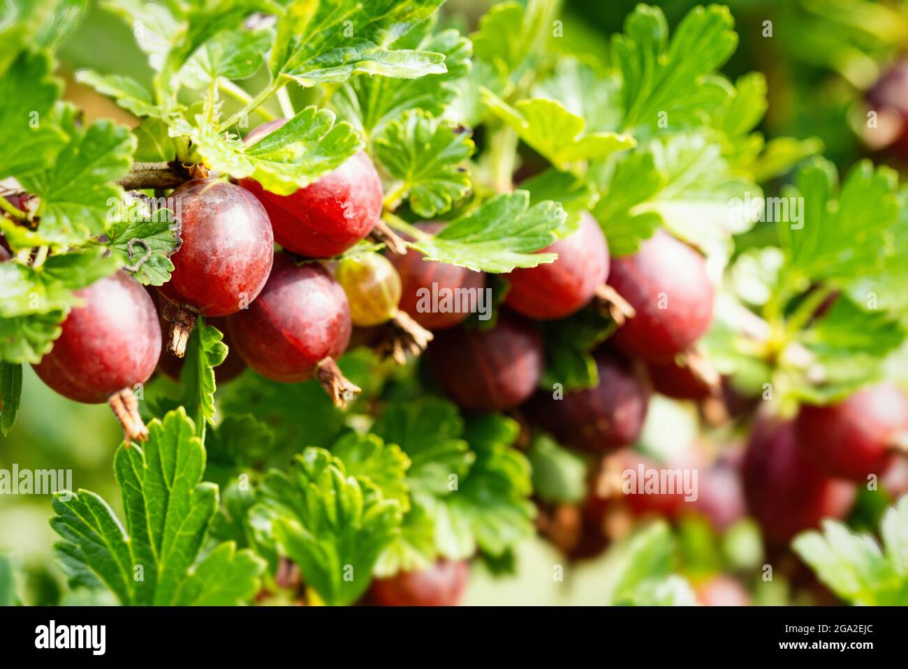 Ripe red gooseberries (Ribes uva-crispa) in homemade garden. Fresh ...