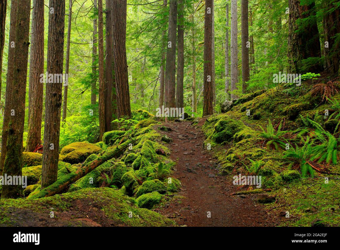 a exterior picture of an Pacific Northwest rainforest trail Stock Photo ...