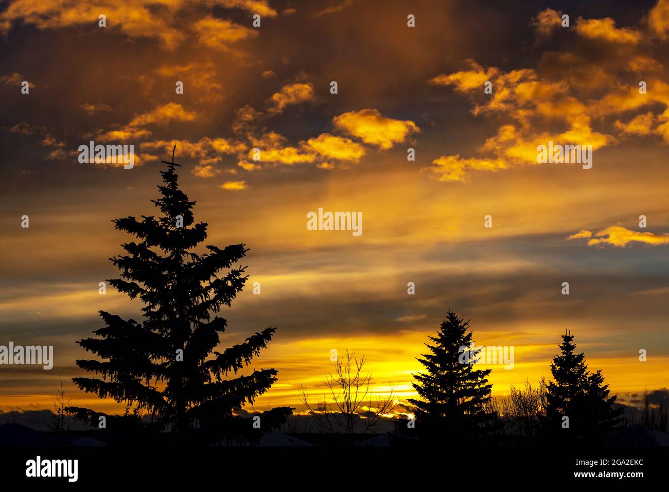 Dramatic colourful clouds at sunset with silhouetted evergreen trees in ...