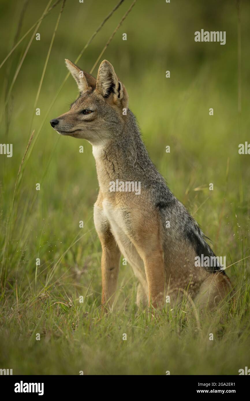 Black-backed jackal (Lupulella mesomelas) sits in grass facing left ...