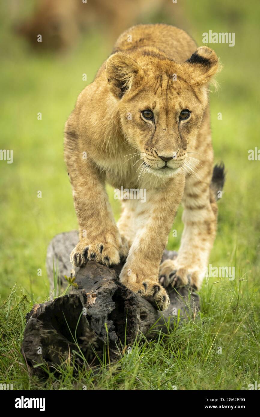 Lion standing legs hi-res stock photography and images - Alamy