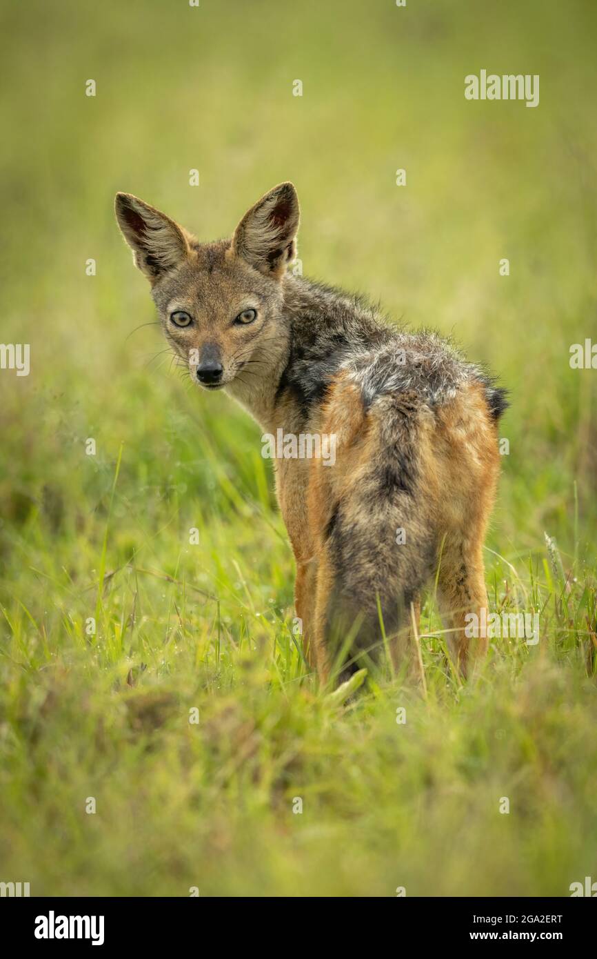 Black-backed jackal (Lupulella mesomelas) stands in grass looking back ...