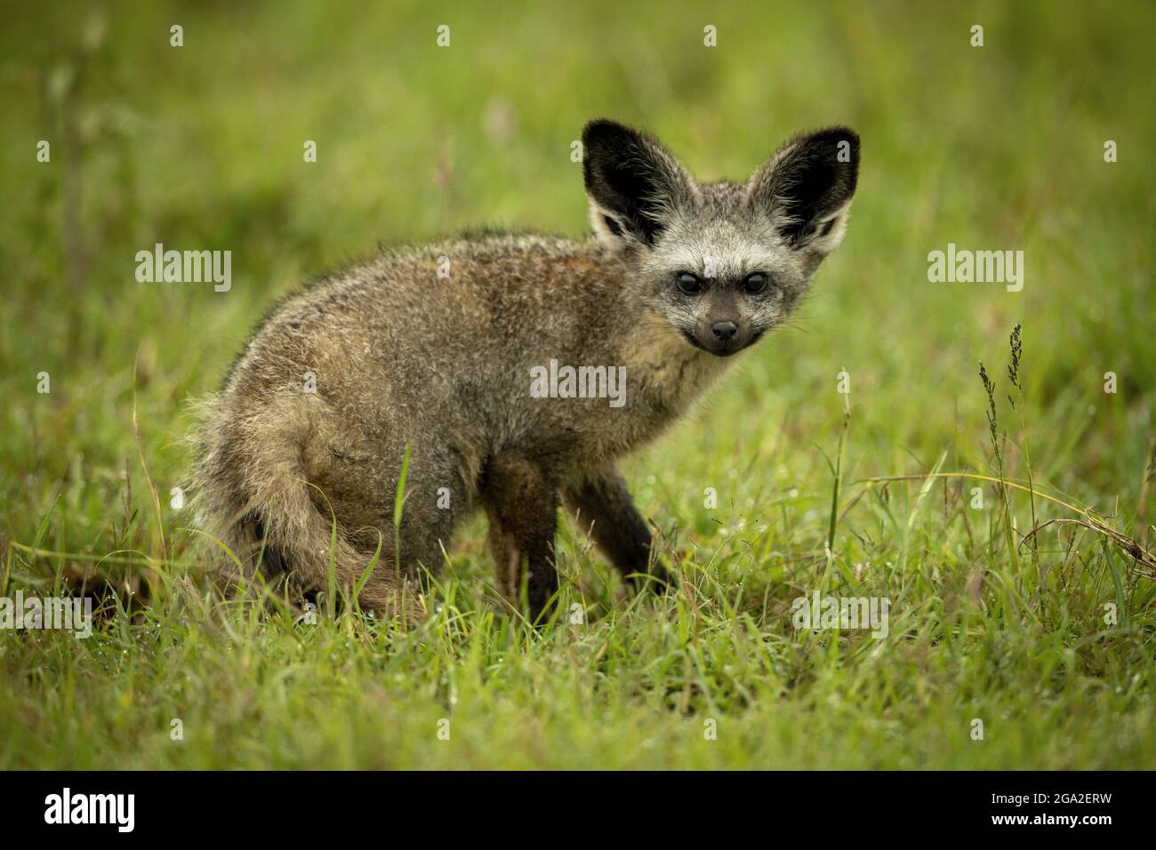 Bat-eared fox (Otocyon megalotis) crouches on grass watching camera ...