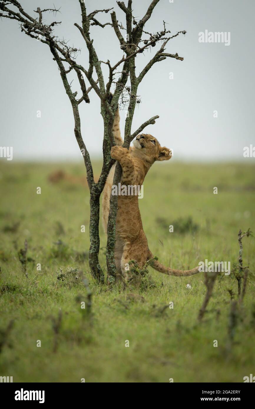 Lion cub (Panthera leo leo) climbs bush on grassy plain, Maasai Mara ...