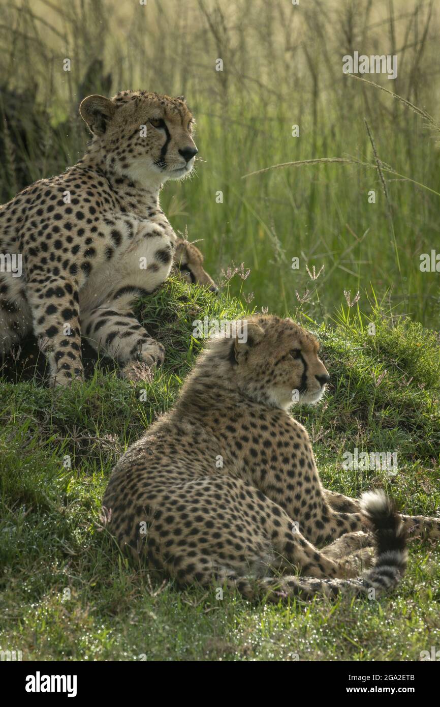Maasai family hi-res stock photography and images - Alamy