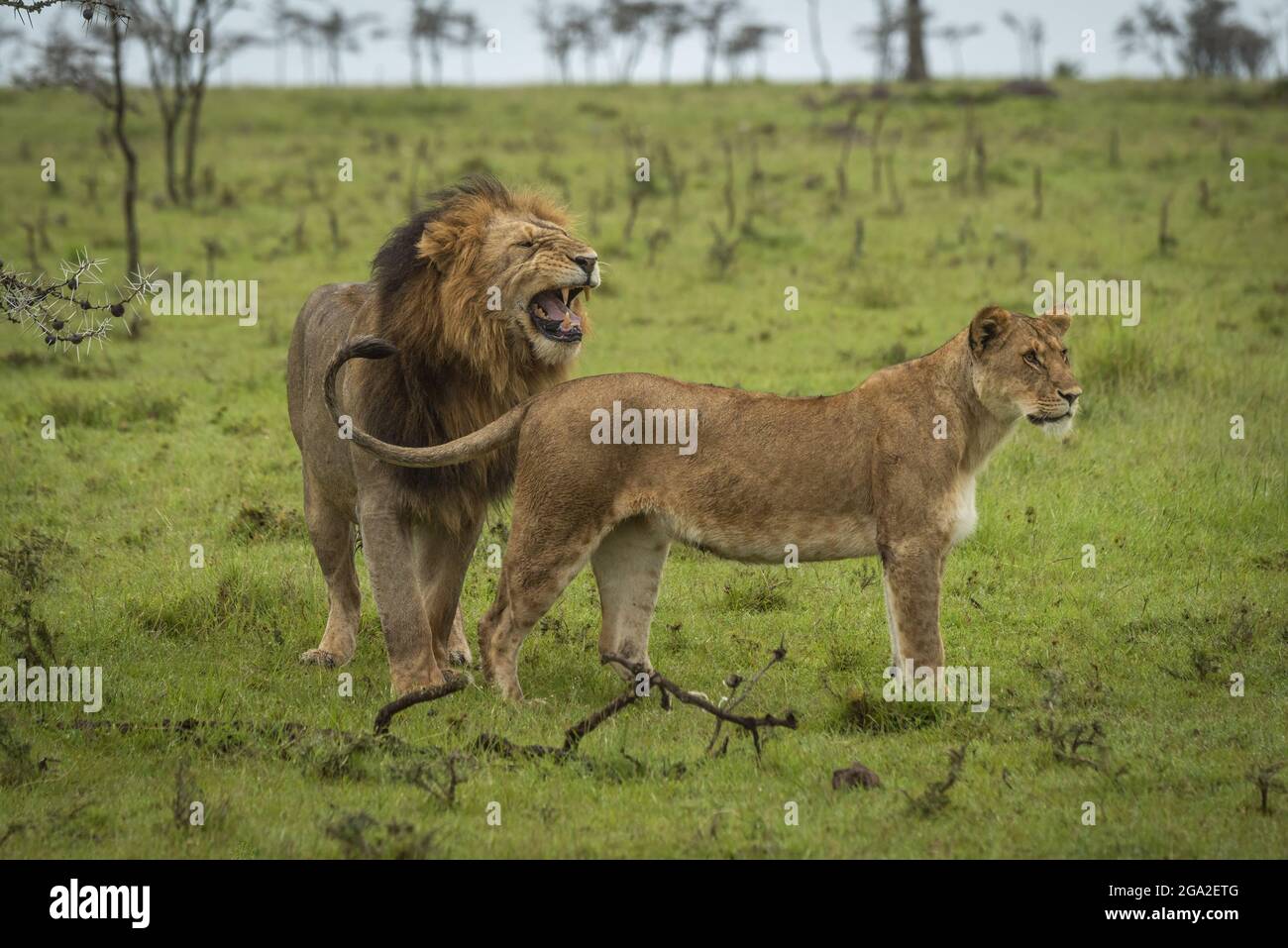 Lion Standing Behind Lioness