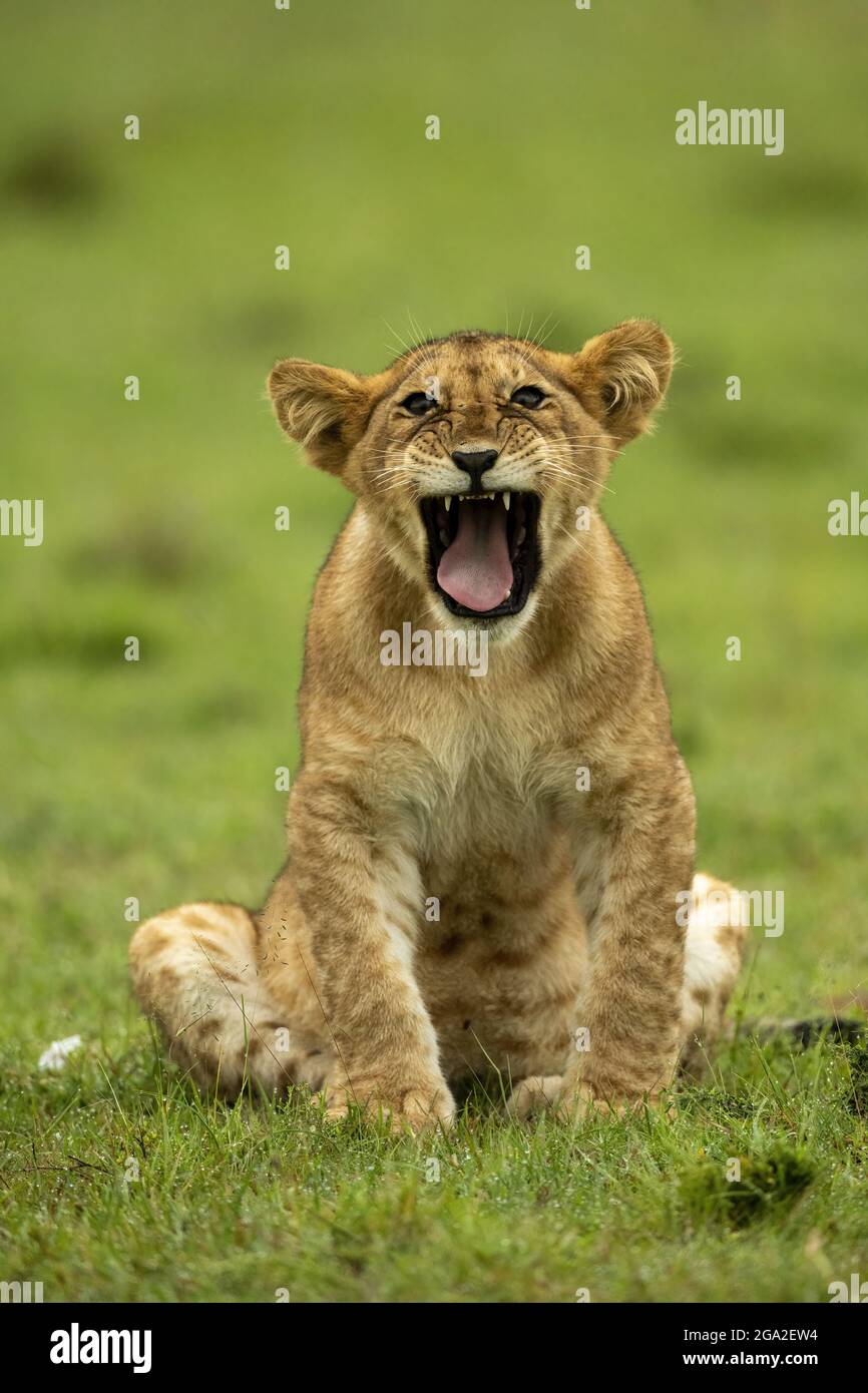 Yawning cub hi-res stock photography and images - Alamy