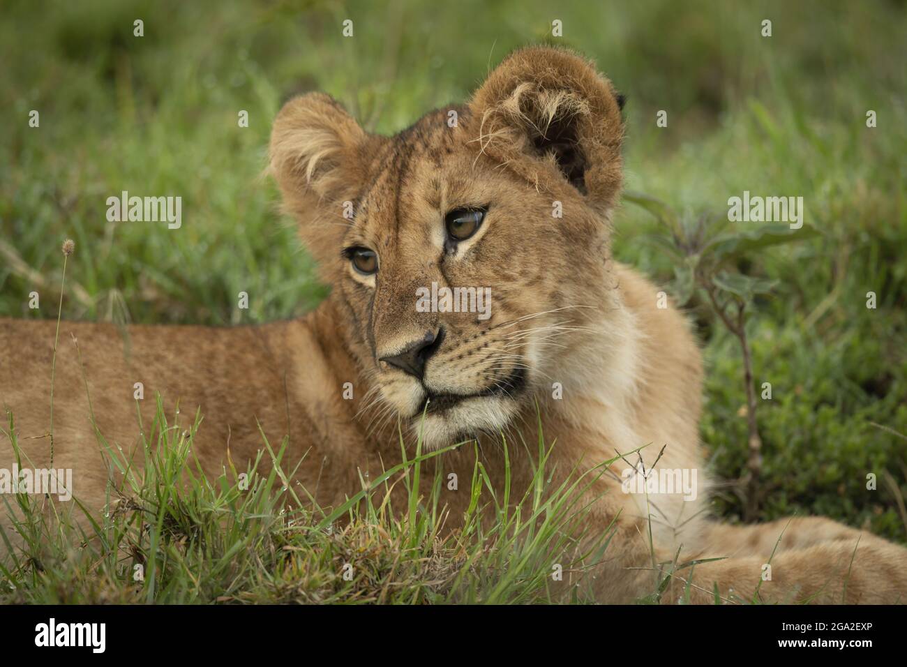 Lion lying on back hi-res stock photography and images - Alamy