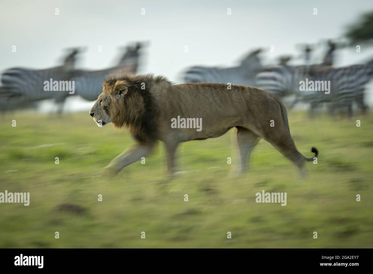 Lion panthera leo male zebra hi-res stock photography and images - Alamy
