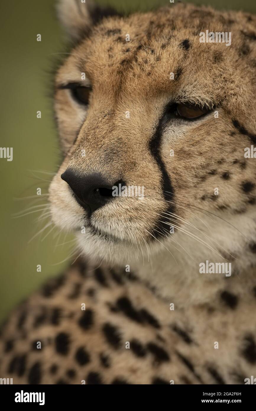 Cheetah face hi-res stock photography and images - Alamy