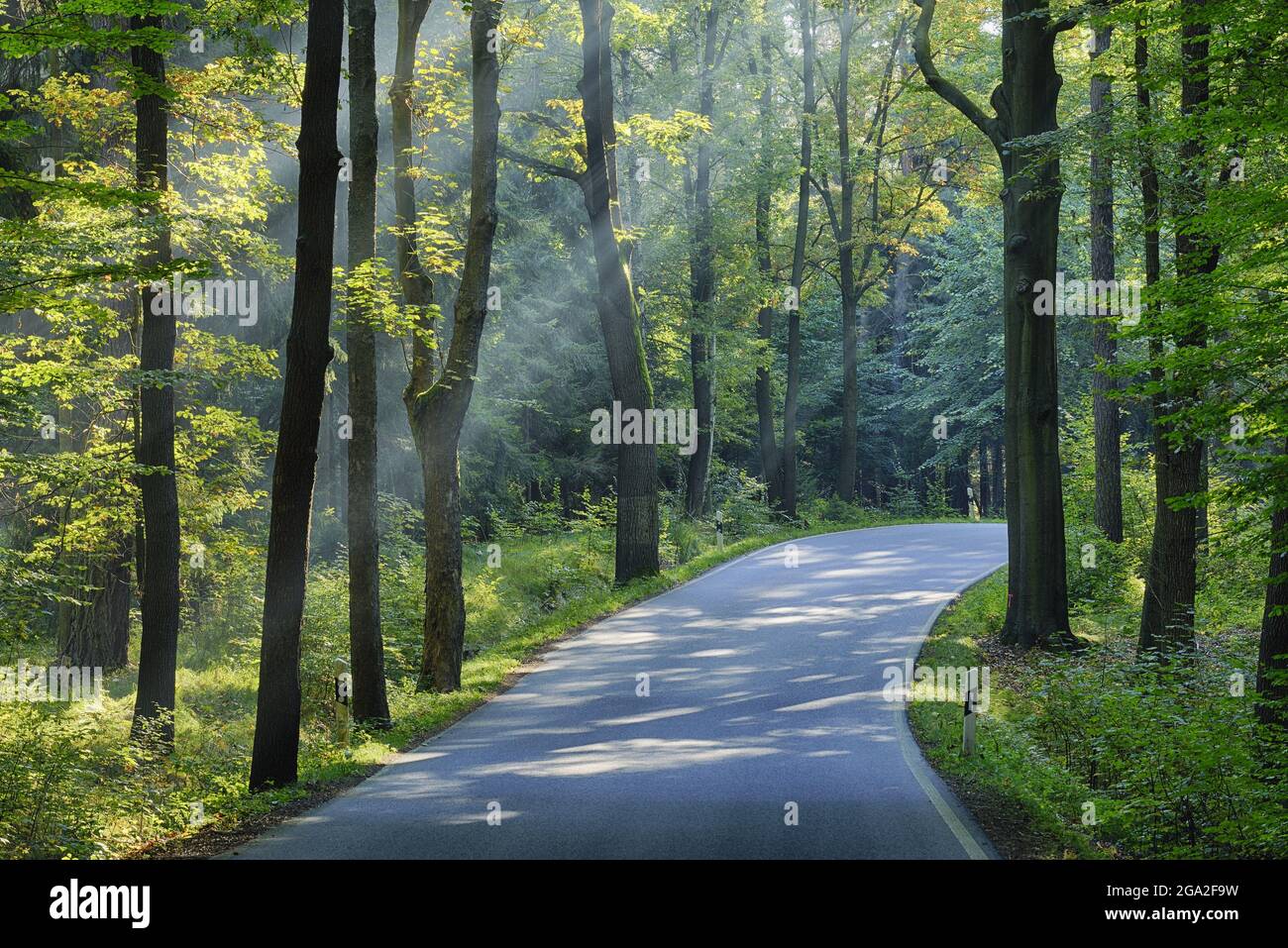 Sun rays through a forest to a paved trail; Saxony, Germany Stock Photo ...