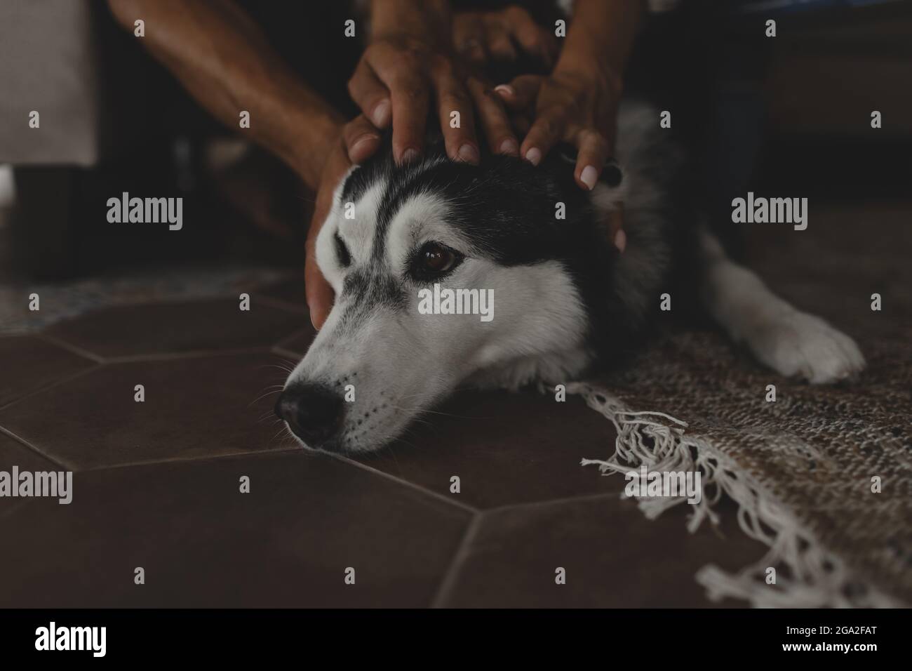 The owners hug a beautiful husky dog Stock Photo - Alamy