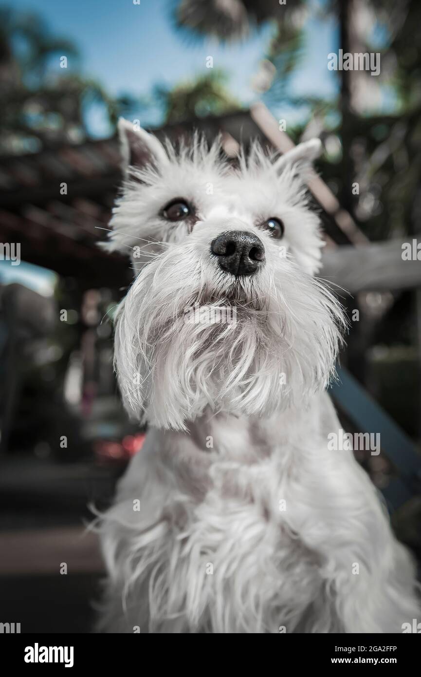Scottish terrier canis lupus familiaris hi-res stock photography and ...